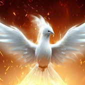 Latest White Phoenix news