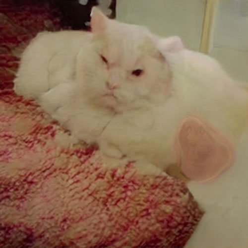 New AI-Powered Site Generates Horrific Images of Cats